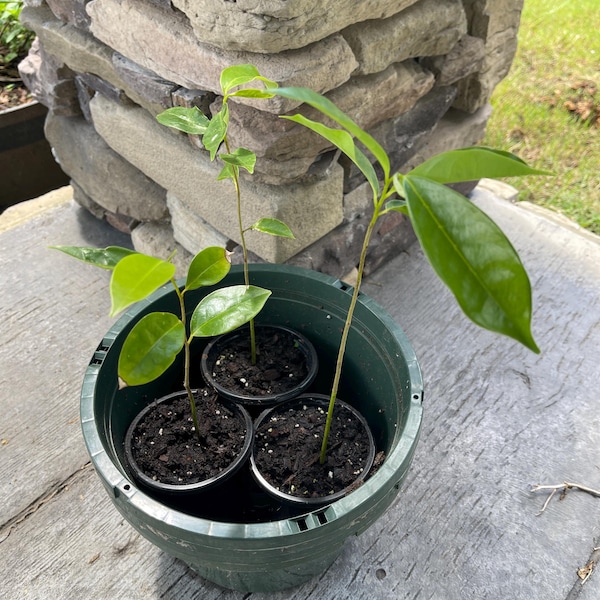 Healthy Chaya Plant Cuttings With Emeritus Gardens Plant Food and Chaya ...