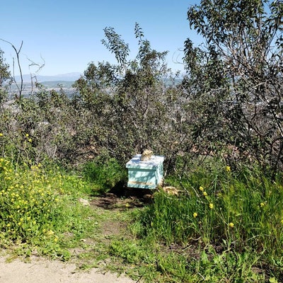 Bee Hive 10 Frame Langstroth 2 Deep Brood Boxes & 2 Medium Super Boxes ...