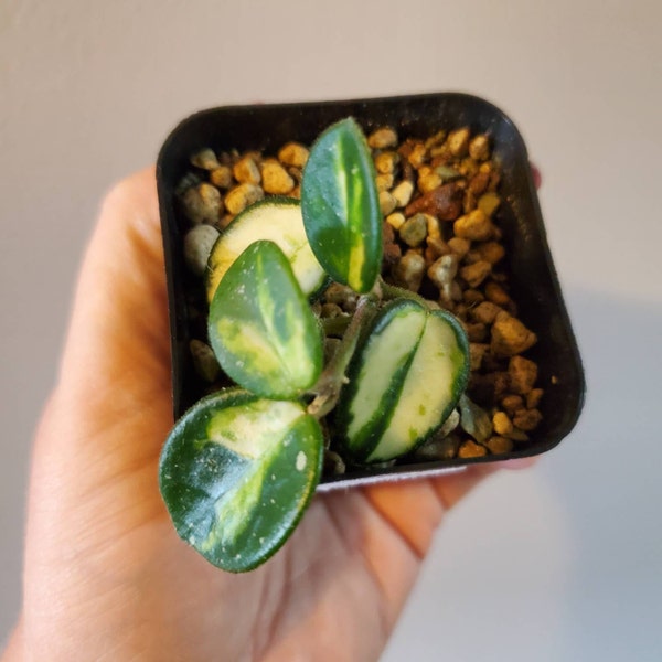 Hoya 'mathilde' (inner Variegated) | 2-inch | Exact Plant | Free Live ...