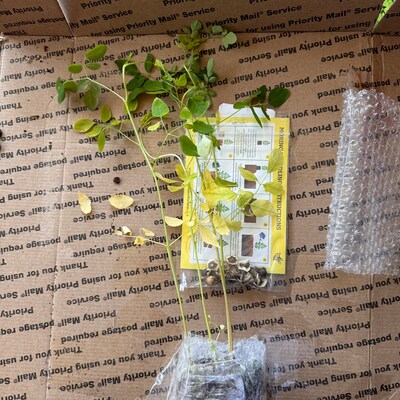 Moringa Oleifera Seeds Drumstick Seeds Malunggay Seeds Miracle Tree ...