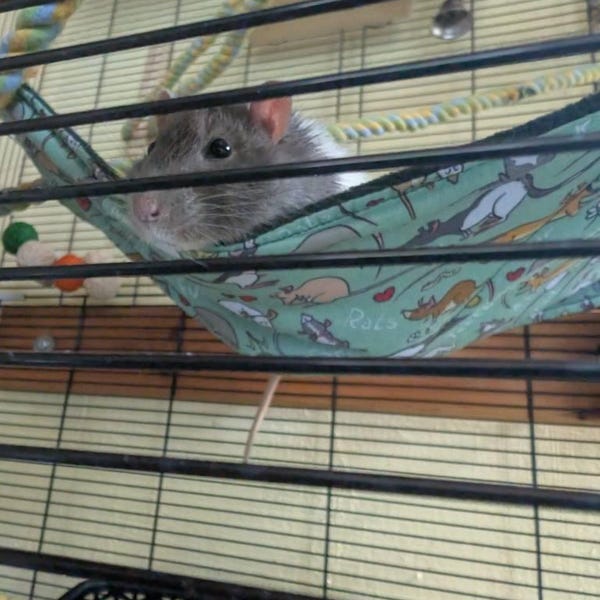 Large Chunky Wood Pet Perch for Cage, Pet Rat Toy Accessories, Rat ...