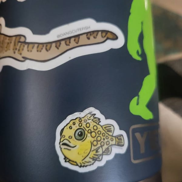 Magnet Set 7 Cephalopods, Flamboyant Cuttlefish, Pajama Squid, Nautilus ...