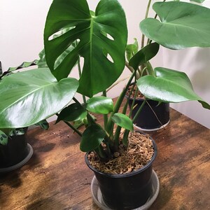 Monstera Deliciosa Tropical Split Leaf Plant 6 Inch Pot Indoor ...