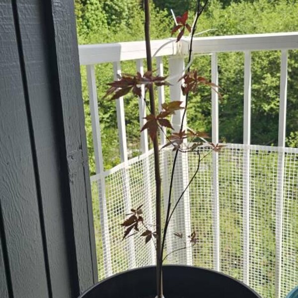 Bloodgood Japanese Maple 18/24" in an ABP Container - Etsy