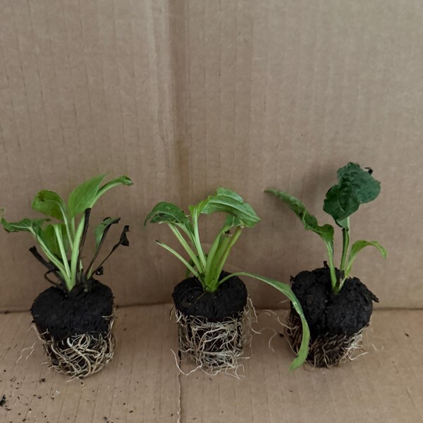 5 Mixed Coreopsis Starter Perennials. Loves Sun. Super Easy to Grow ...