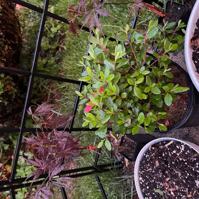 Spiraea Japonica 'lemon Princess' Live Plant 4 Pot Size Plant - Etsy