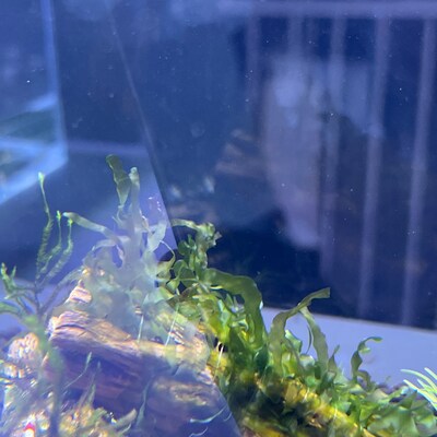 X2 Subwassertang Moss on Cholla Wood Shrimp Hideout & Betta Aquarium ...