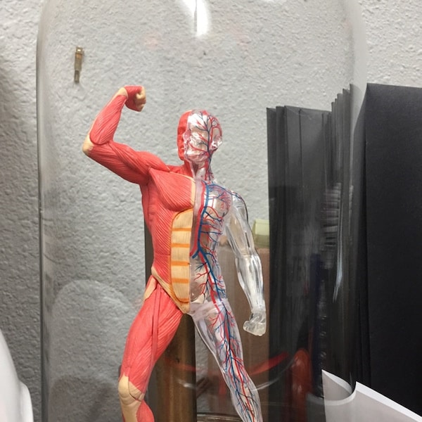 Skeletal Muscle Man Anatomy Lamp in Glass Dome - Etsy