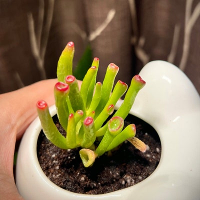 Crassula Ovata-gollum Jade Succulent, ogre Ears, shrek Plant, Ets ...