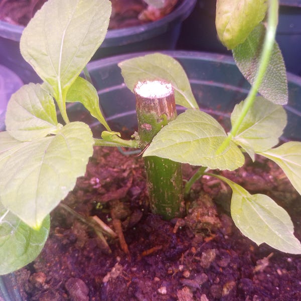 CHAYA Mayan Miracle Mexican Tree Spinach Organic Deeply Lobed Leaf ...