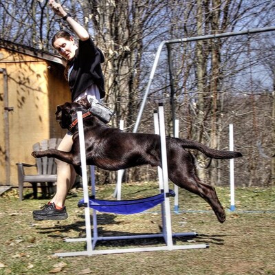 Better Sporting Dogs Practice See Saw Dog Agility Teeter Dog Agility ...