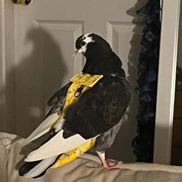 Leashes for Chicken / Duck Diapers - Etsy