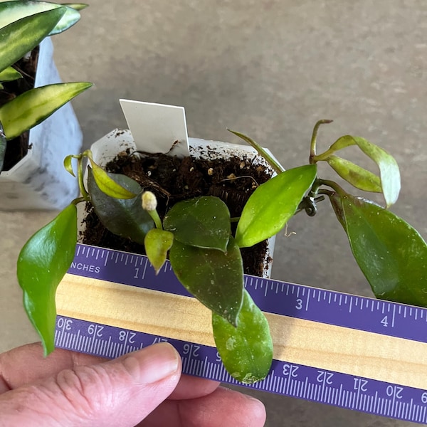 Hoya Bilobata - Etsy