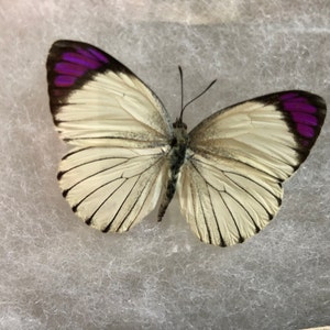 Common Purple Tip, Colotis Ione, Spread Ready to Mount or Laminated - Etsy