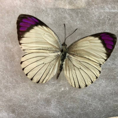 Common Purple Tip, Colotis Ione, Spread Ready to Mount or Laminated - Etsy