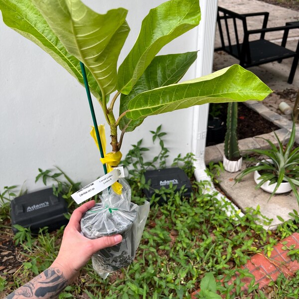 CAROLINA JASMINE Fragrant Swamp Jessamine Yellow Spring Flowering Vine ...