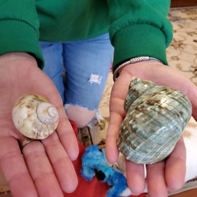 Big Size Hermit Crab Sea Shell, 1 7/8 2 1/4 Opening Hole.green Mother ...