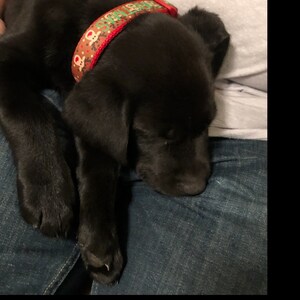 Christmas Dog Collar Reindeer Dog Collar Rudolph Dog Collar - Etsy