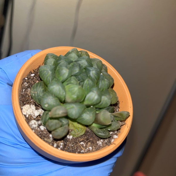 Haworthia Obtusa Rare Succulent Alien Eggs Clear Succulent - Etsy