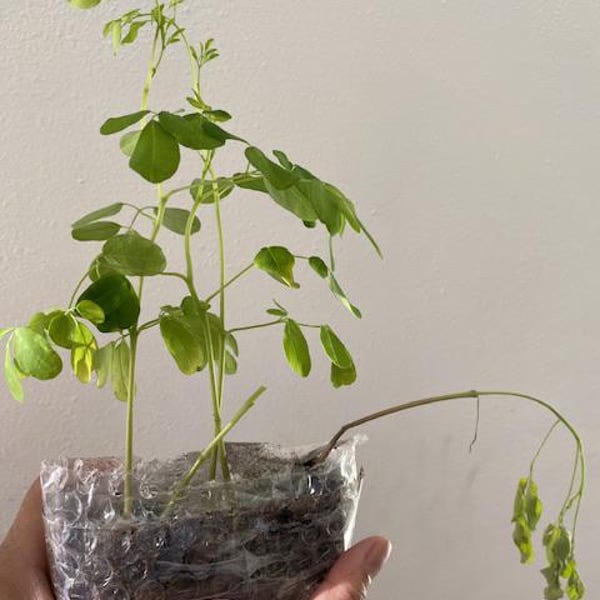 Moringa Oleifera Seeds - Drumstick Seeds - Malunggay Seeds - Miracle ...