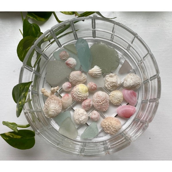 Beach Shell Prickly Cockle Atlantic Ocean Seashells Assorted 23 - Etsy