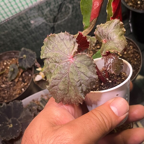 Begonia U485, Highly Iridescent, Believed to Be a Hybrid. 2 Inch Potted ...