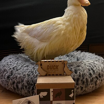 Quail Shaped Egg Holder, Quail Gift, Coturnix Quail Decor, Quail Egg ...