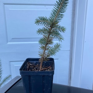 Bristlecone Pine. Pinus Aristata. Natural Dwarf. Young Tree Ready for ...