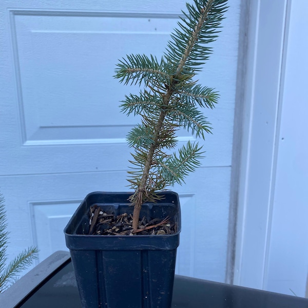Western Larch Tree in Small Nursery Pot. Larix Occidentalis. Western ...