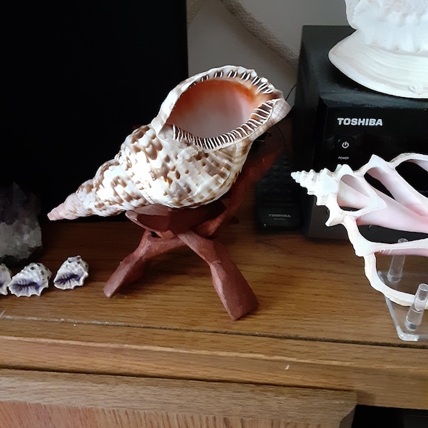 100% Real Large 1-6" You Pick Size Spikey Murex Pectin Venus Comb ...