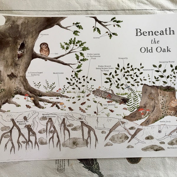 Nature Art Poster Beneath the Old Oak Nature Details School Room Wall ...