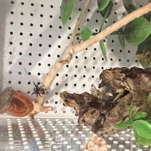 3D Printed Magnetic Acorn Spider Hide Upgraded Sling Acorn Magnets - Etsy