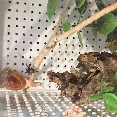 3D Printed Magnetic Acorn Spider Hide Upgraded Sling Acorn Magnets - Etsy