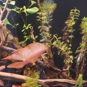 Water Sprite Lace Leaf Medium Pack of 3 Live Aquarium Plants Fast ...