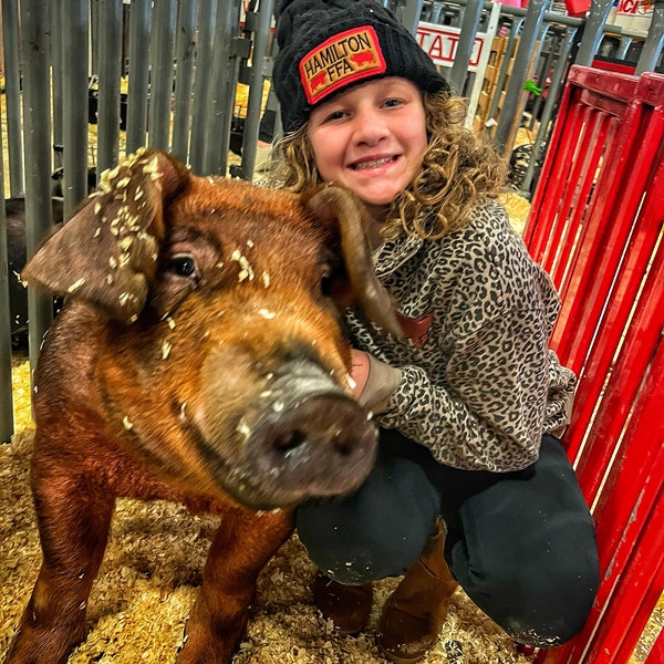 Paisley Steer Decal/vinyl Steer Decal/ Steer Decal/show Box Steer Decal ...