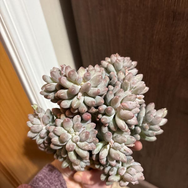 Pachyphytum Baby Finger, Rare Succulent and Best Gift - Etsy