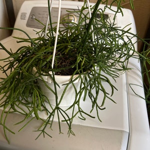 Rhipsalis Burchellii Mistletoe Cactus Spaghetti Cactus Rhipsalis ...