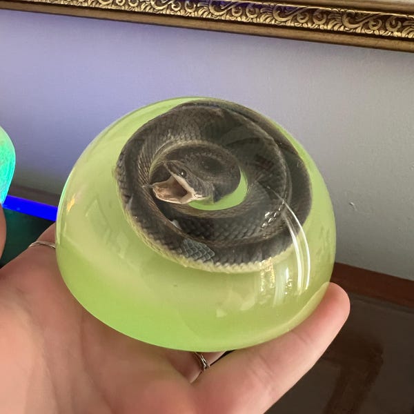 Snake Skeleton in Resin Dome, Oddities Decor, Hypsiscopus Plumbea - Etsy