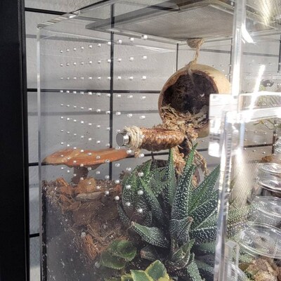 3D Printed Magnetic Spider Platforms Set of 3 Terrarium - Etsy