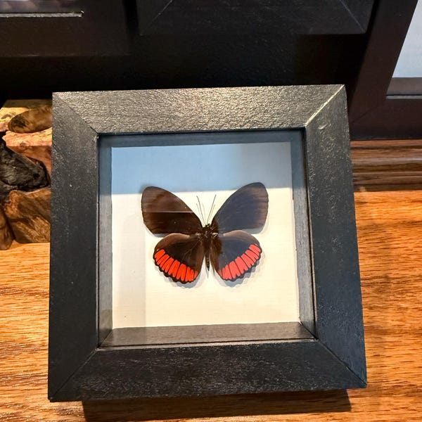 Real Eluina Eighty-eight Butterfly Framed Taxidermy - Diaethria Eluina ...