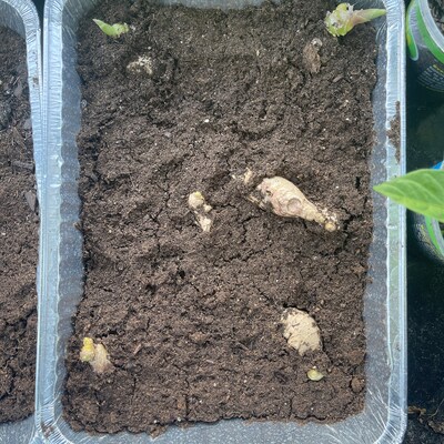 Watermelon Radish chinese Red Meat Radish Seeds - Etsy