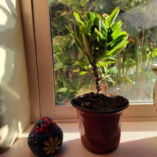 Men's Jacket // Vintage Jacket // STP Oil Retro Jacket // Kingsroad STP ...