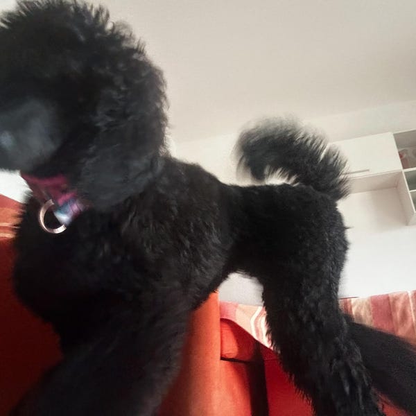 Dog Groomer Uniform, Dog Grooming Dress, Grooming Apparel for Women ...