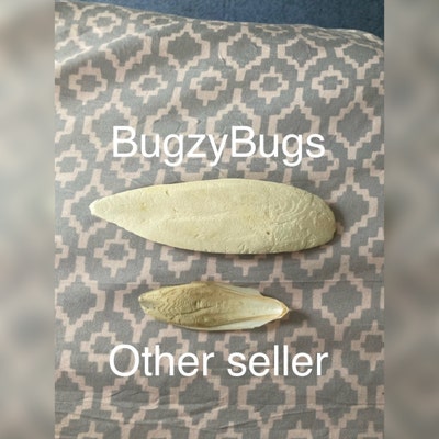 Vented Enclosure 16 Quart Reptile Isopod Terrarium Vivarium Container ...