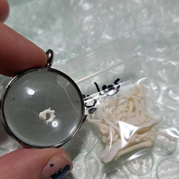 Groundhog Woodchuck Bones Full Skeletons Juvenile Adult Sold by Type ...