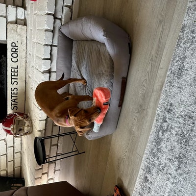 New Puppy Gift Box New Dog Owner Gift Welcome Home New Dog Adoption ...