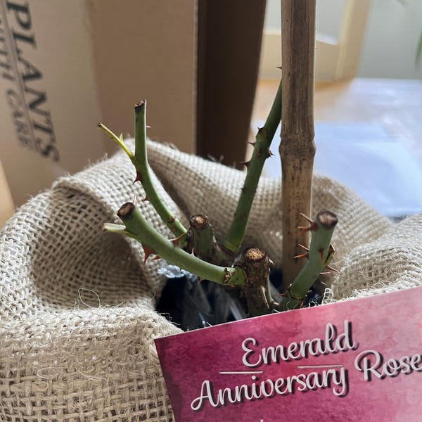 Rose 'fantastic at 60' Happy Birthday Rose Gift Wrapped With Huge Bow ...