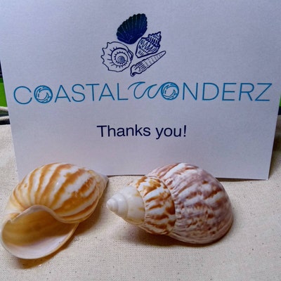 Conch Florida King Crown Conch Seashell Handpicked on Marco Island or ...