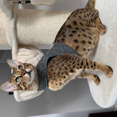 HARRIS TWEED Limited Edition Ready Made Cat Harness / Walking Jacket by ...