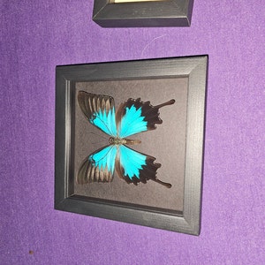 Stunning Diamond Morpho Collection Real Framed Blue Morpho - Etsy